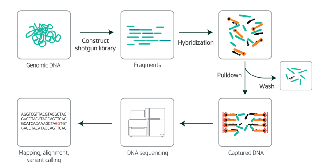 Whole Exome Sequencing - SN Genelab
