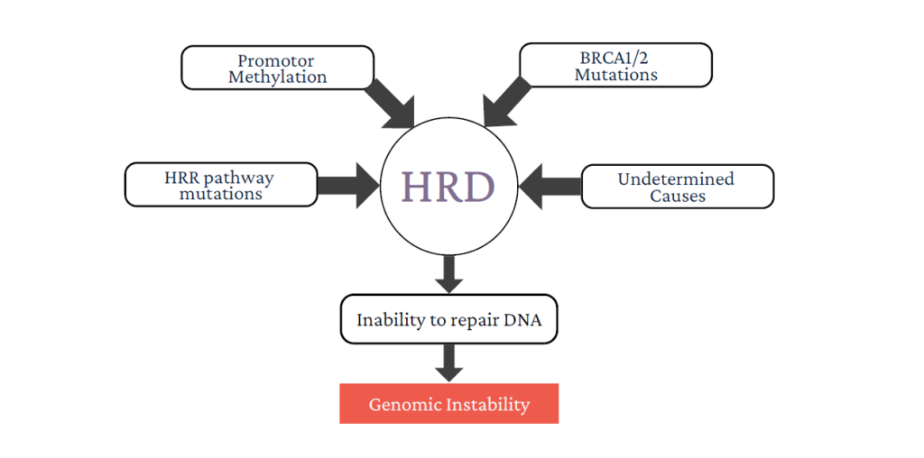 GenomeSignature-Homologous Recombination Deficiency (HRD) Score - SN ...